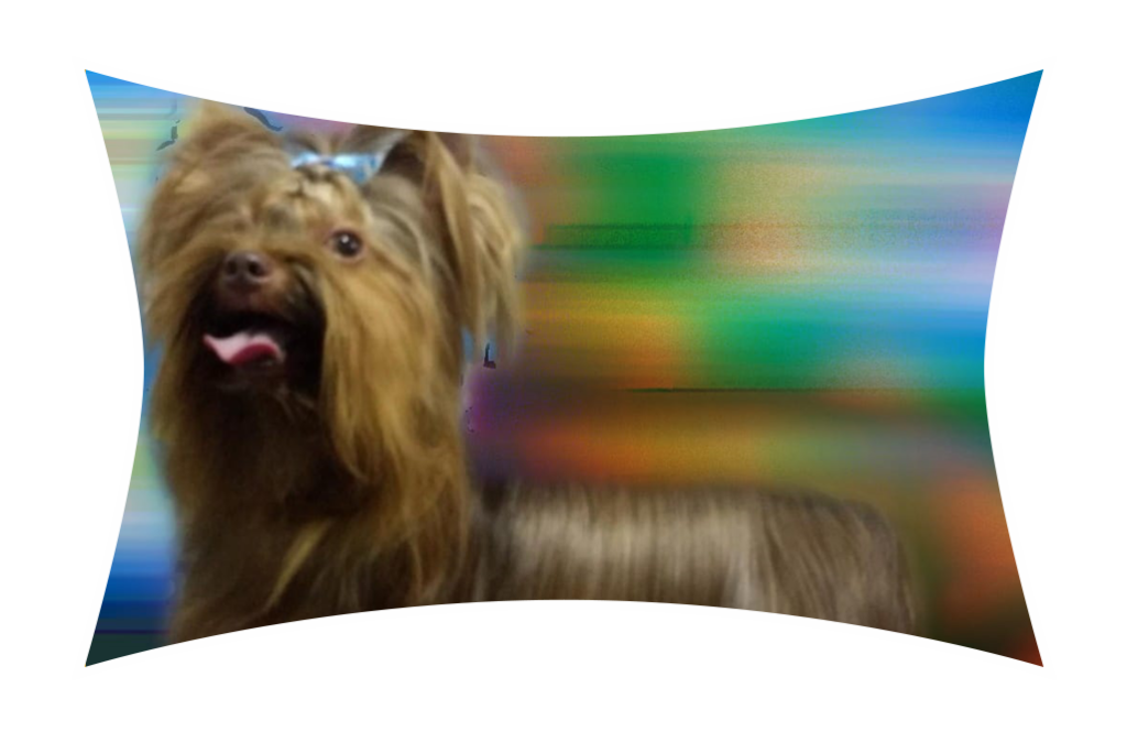 Chocolate Yorkshire Terrier - Canil Maison Daimee